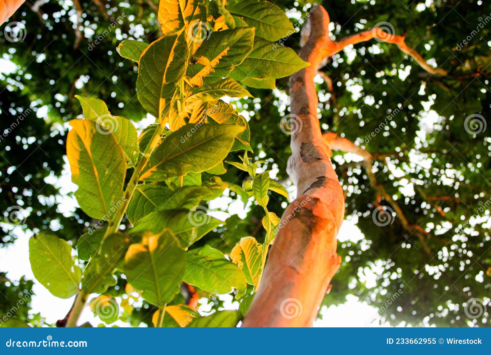 Low Angle of a Branch of a Tree Stock Image - Image of growth ...