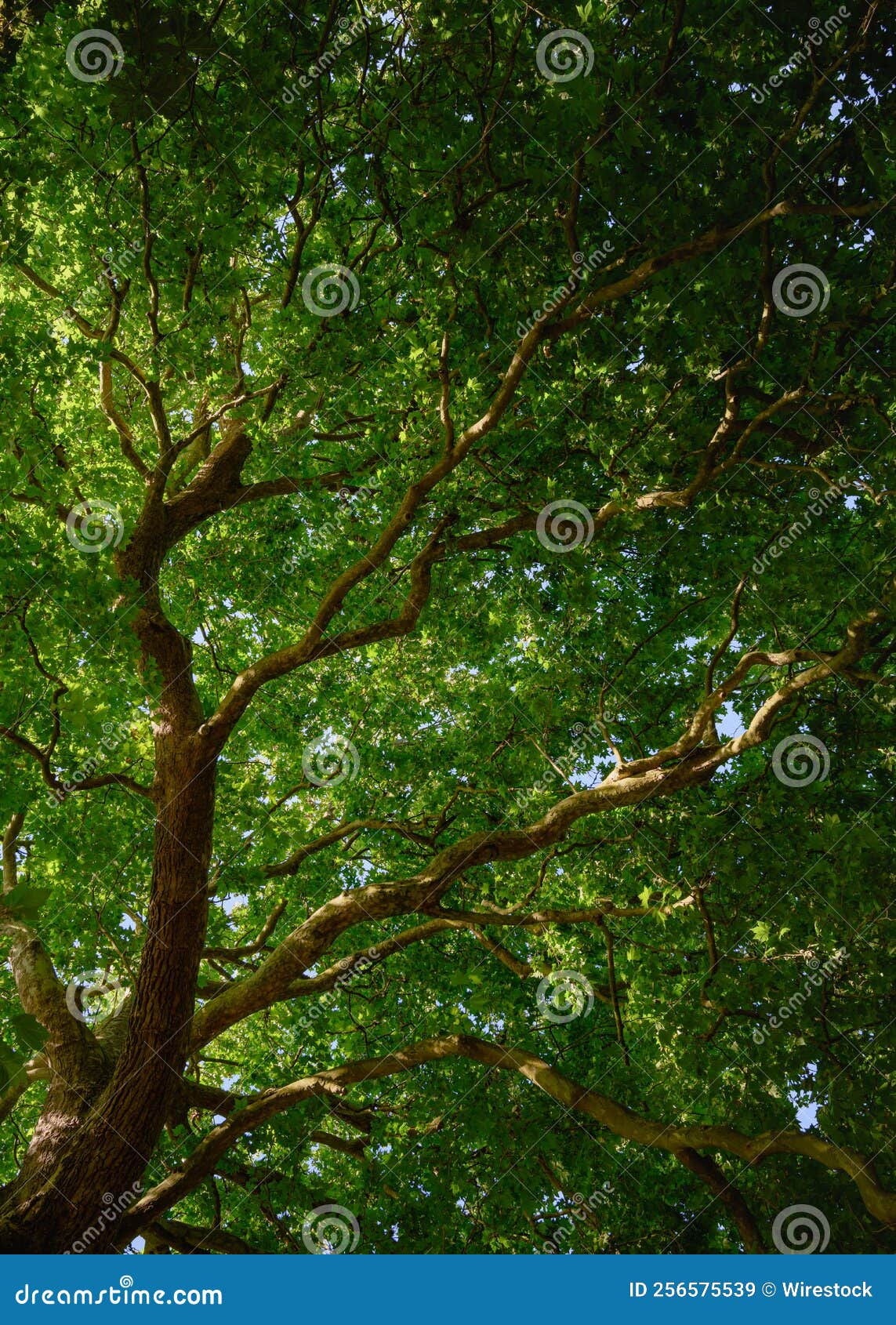 Low-angle of the Branches and Leaves of a Tree on a Sunny Day during ...