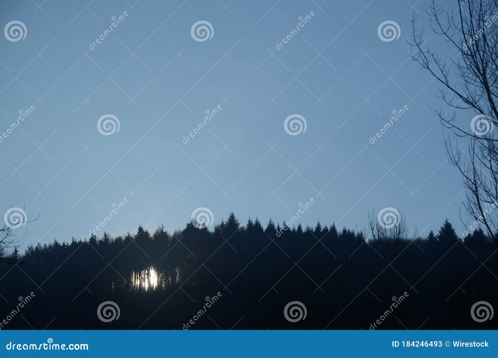 Low Angle Breathtaking Shot of a Forest Gleaming at Night Stock Image ...