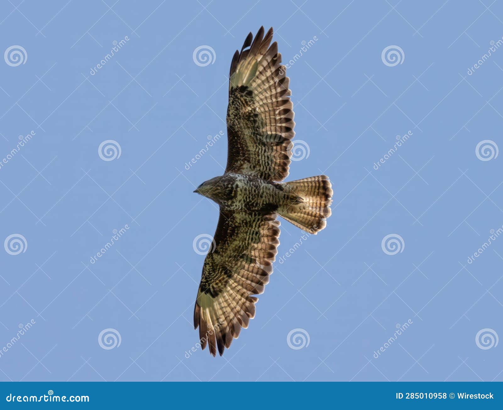 Low Angle of a Buzzard Flying in the Blue Sky Stock Photo - Image of ...