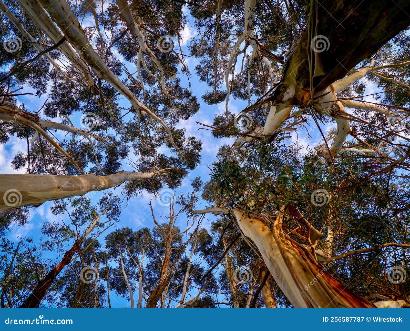 Low Angle of Canopy of Trees Stock Image - Image of outdoors, landscape ...