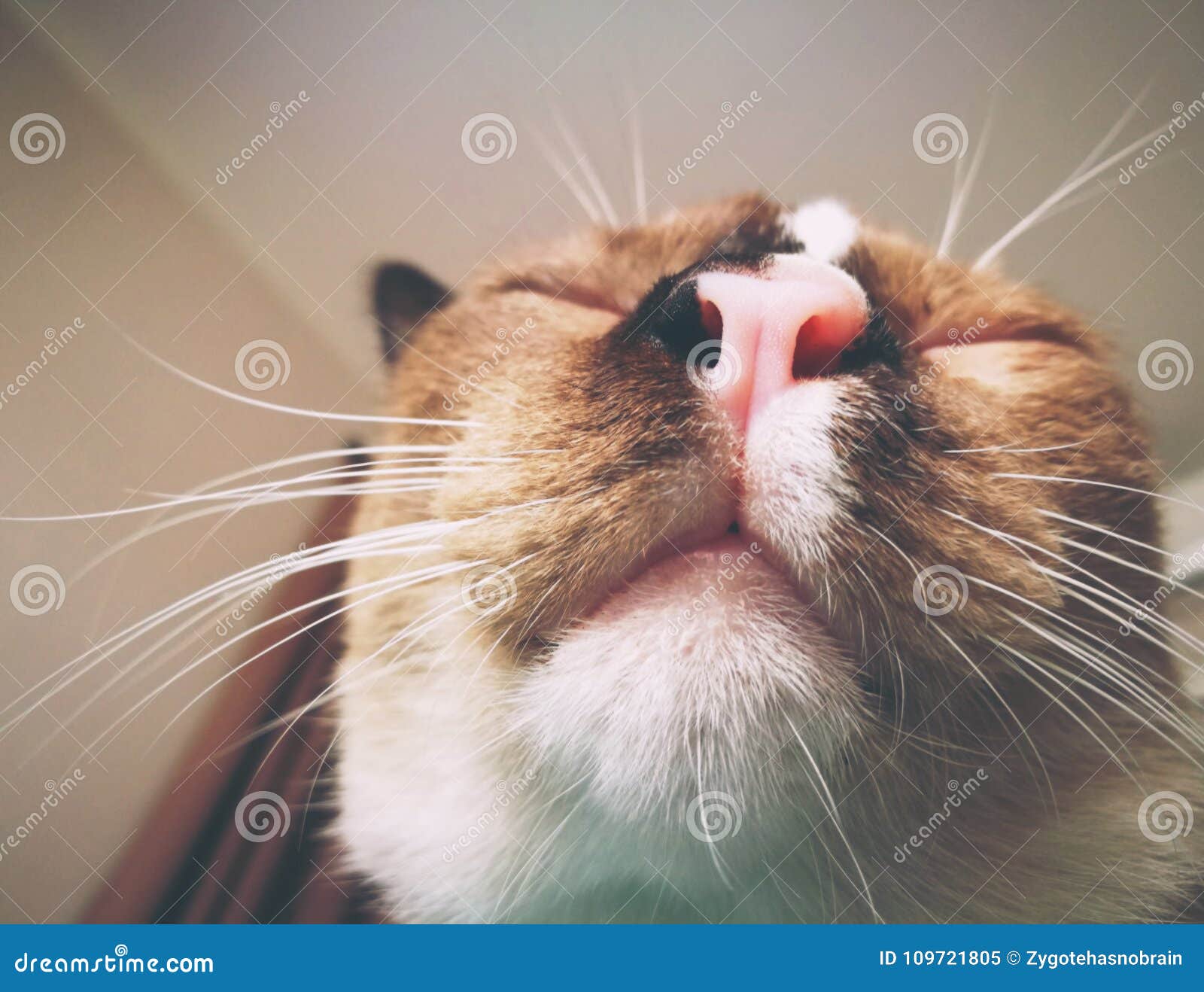 Low Angle Cat Face stock image. Image of domesticcat - 109721805