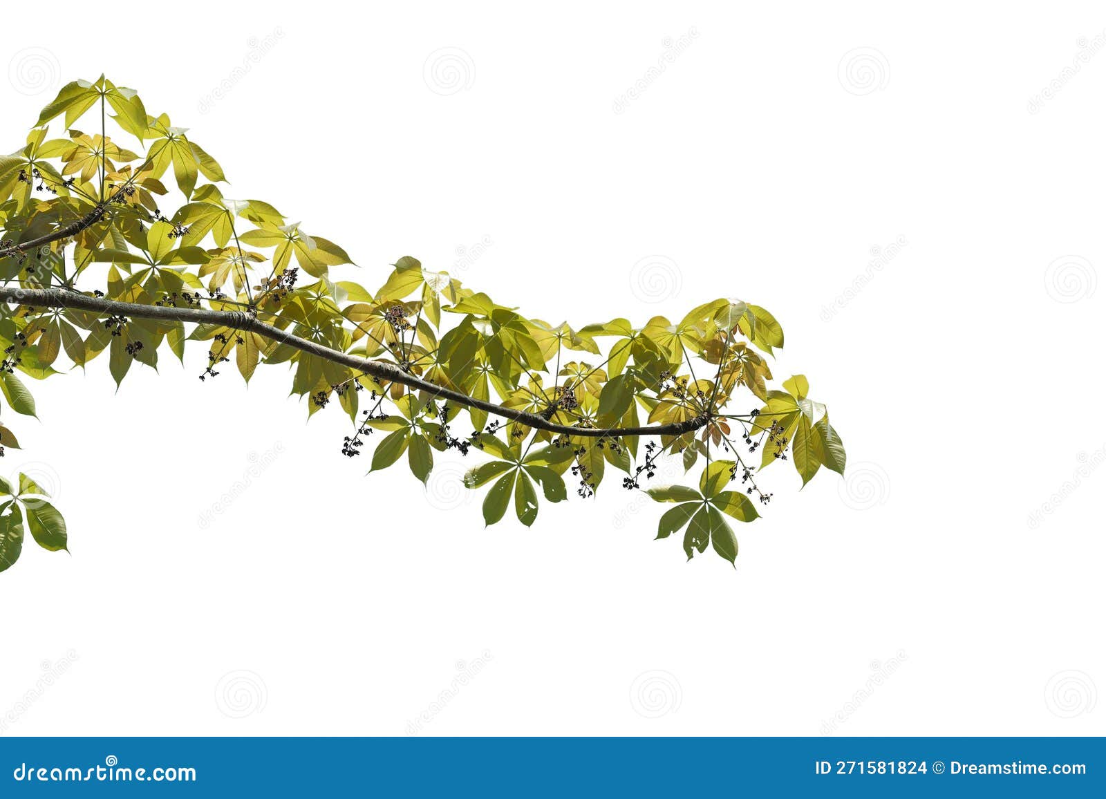 Low Angle Ceiba Beautiful Shape on Branch Tree on Isolated Stock Photo ...