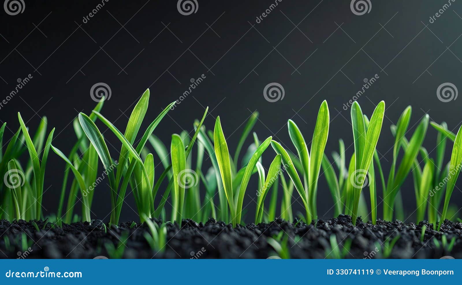 Low Angle Clean Grass, Seedling on Light Black Ground, Bottom Focus ...