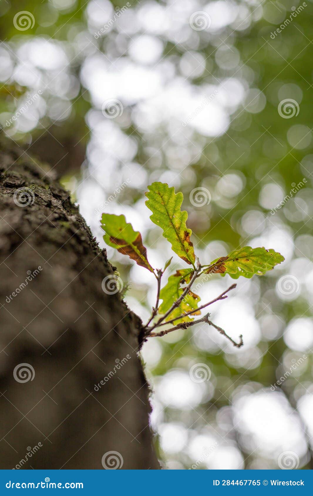 Low-angle Close-up of a Large Tree with a Small Leafy Branch Growing on ...