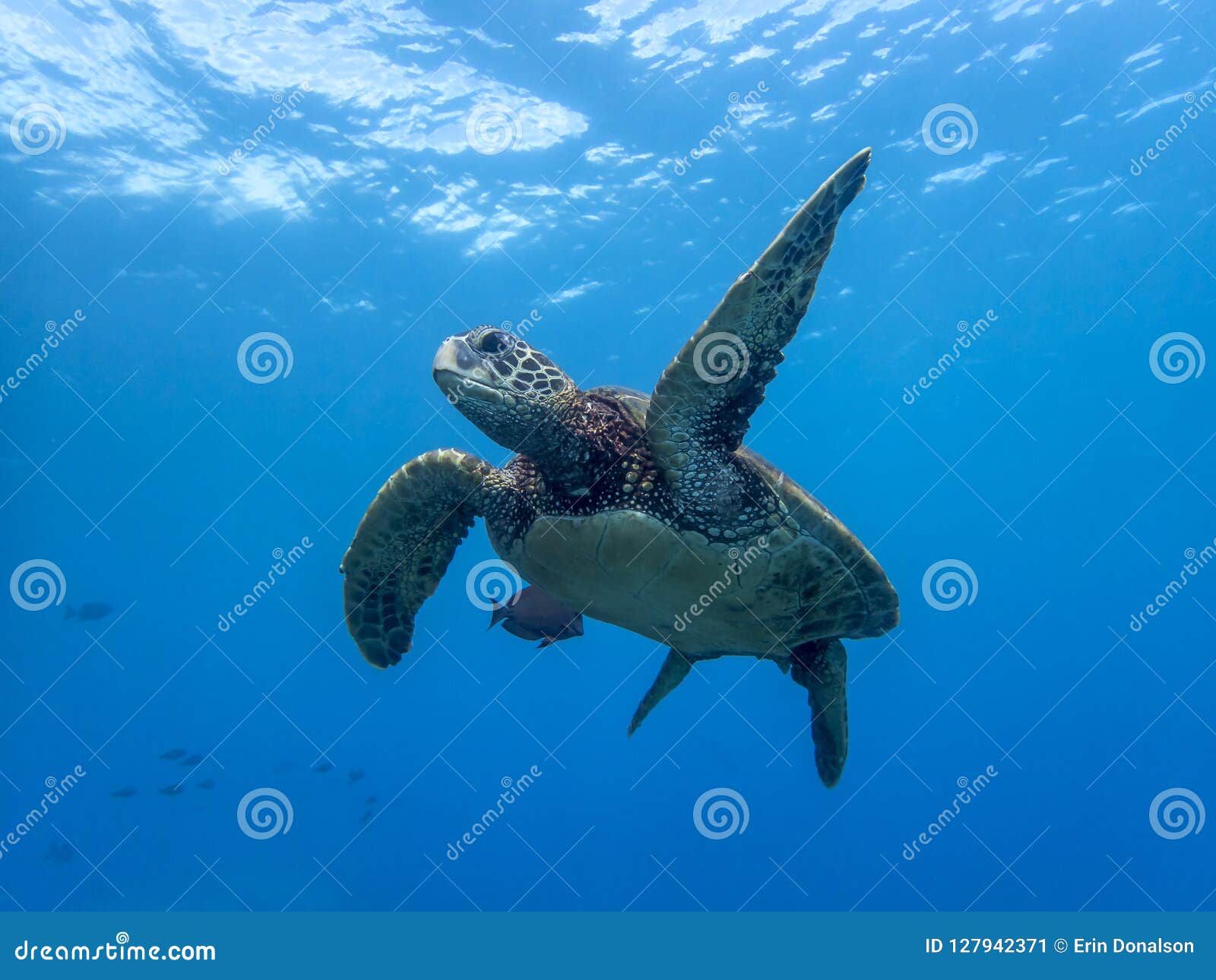 Low Angle Close Up Sea Turtle Swimming in Blue Ocean with Surface in ...