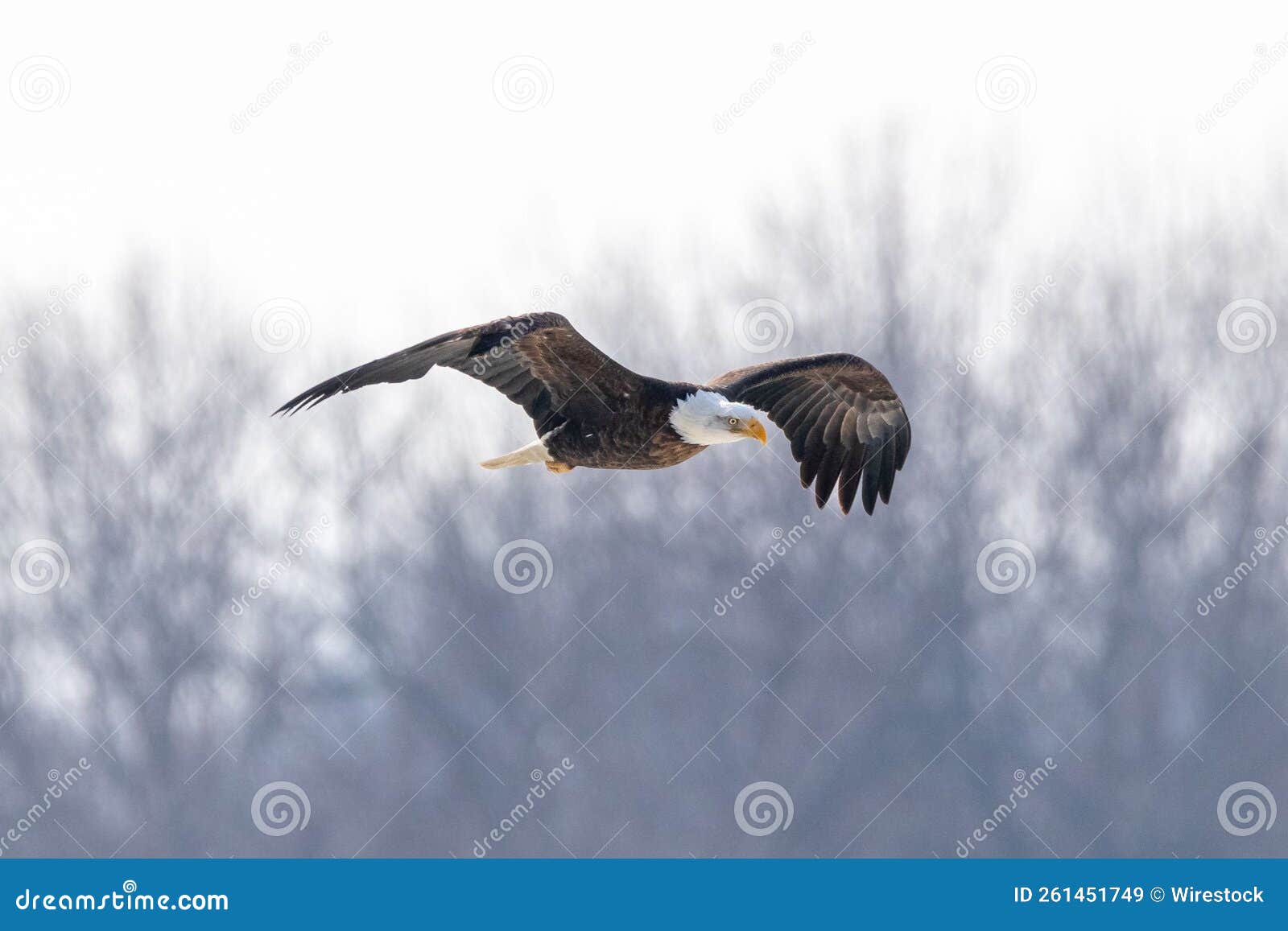 Low-angle Closeup of a Bald Eagle Flying with Frozen Trees Blurred in ...