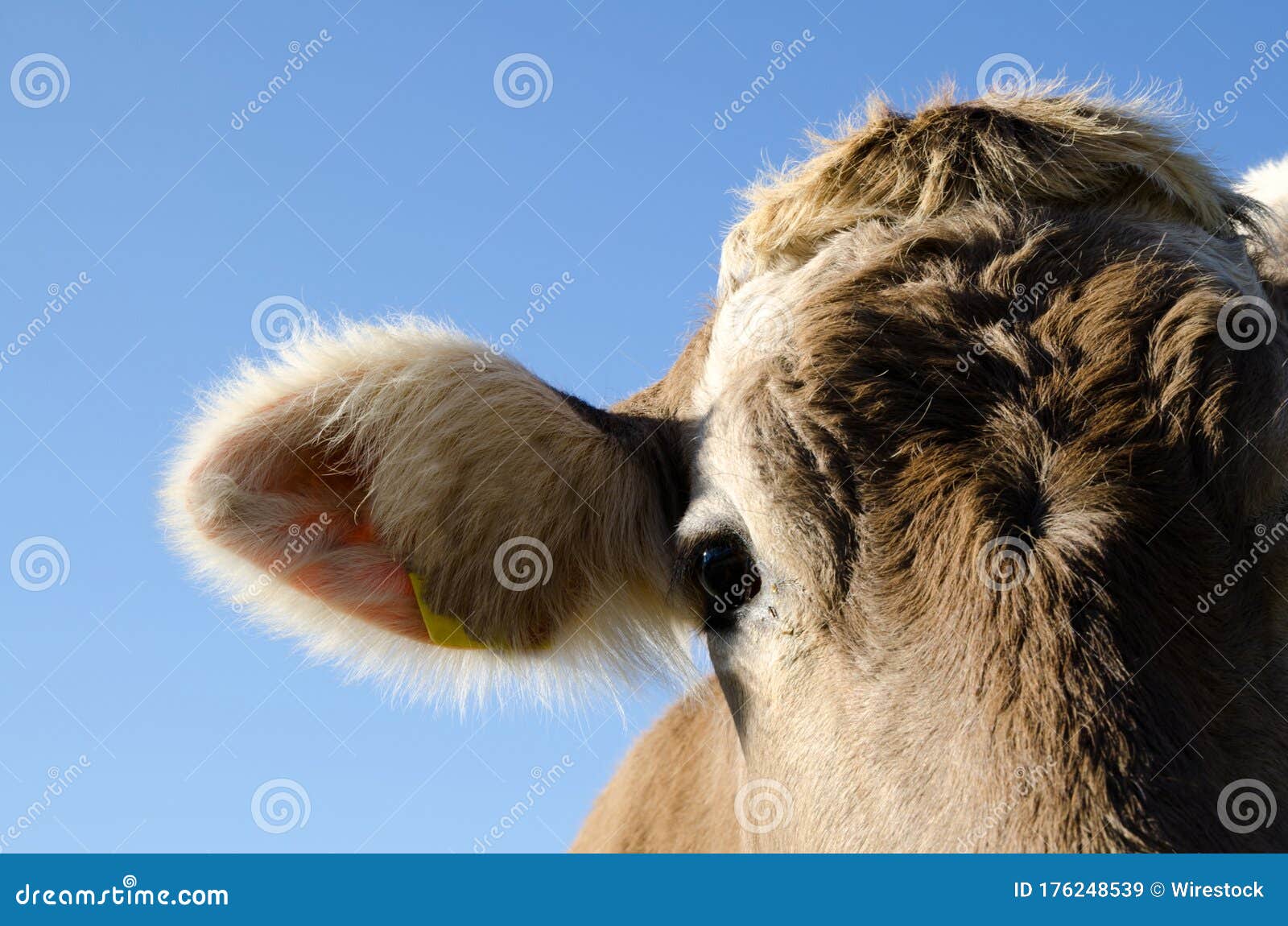 Low Angle Closeup of a Cow Looking in the Camera Under the Sunlight ...