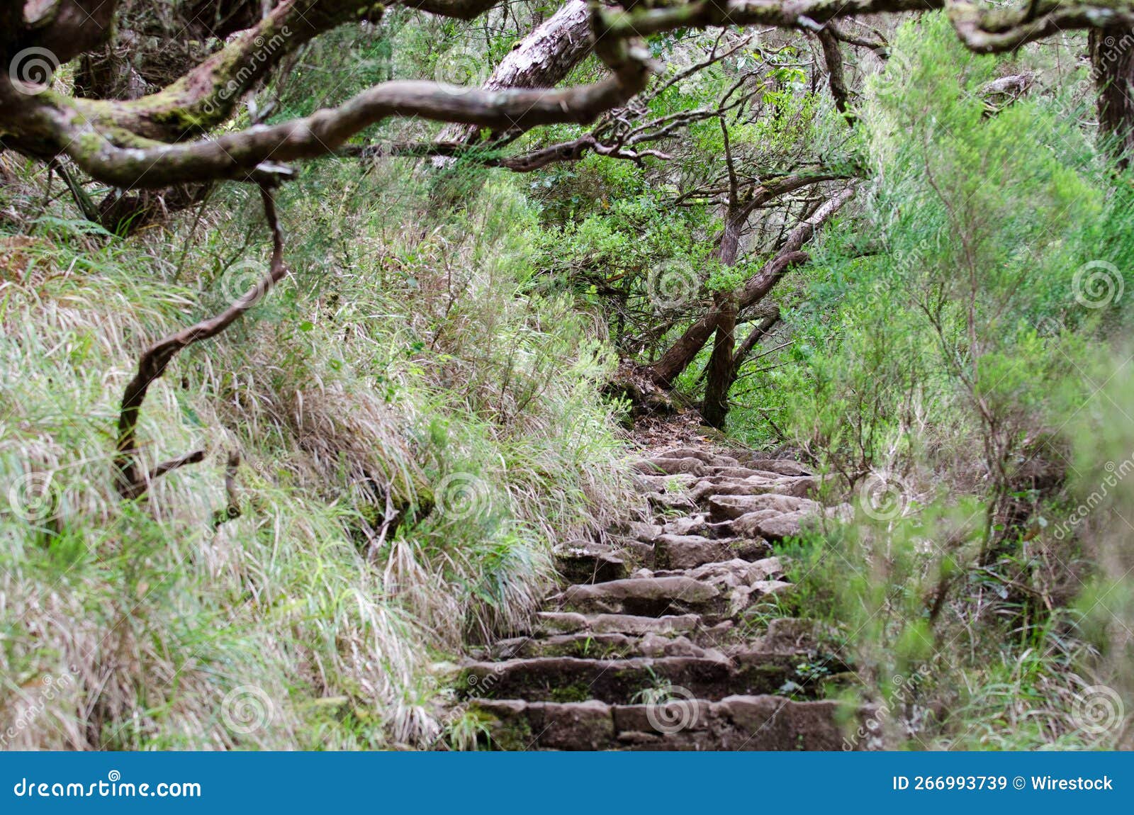 Low-angle Closeup of a Path with Stone Stairs in Nature Surrounded by ...