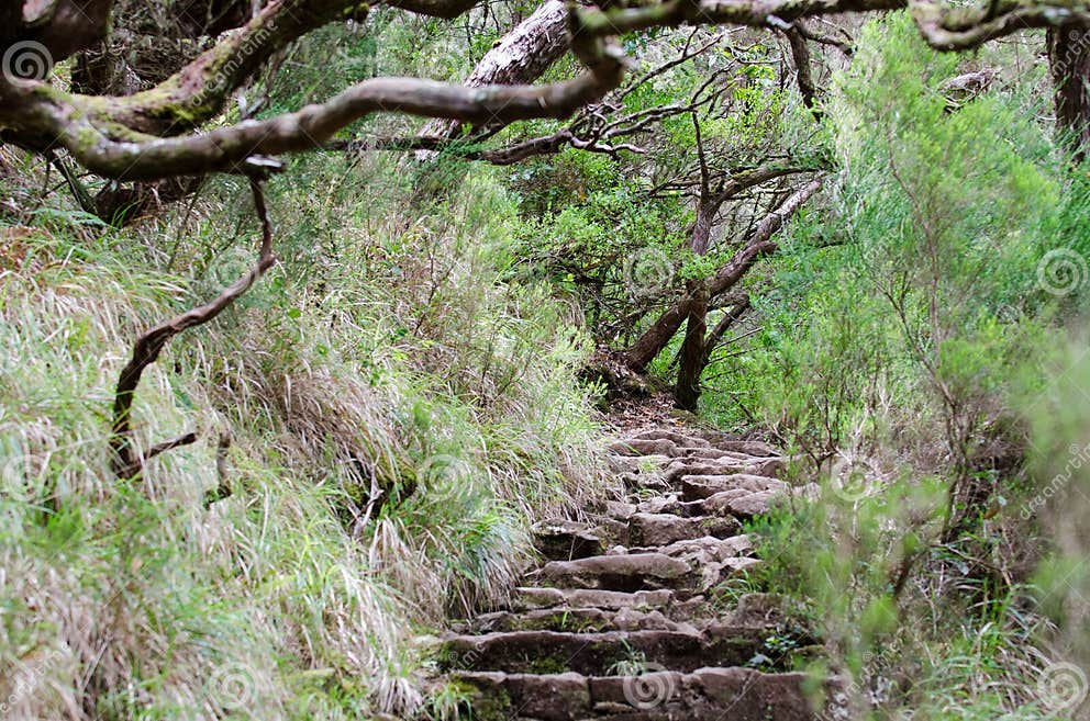 Low-angle Closeup of a Path with Stone Stairs in Nature Surrounded by ...