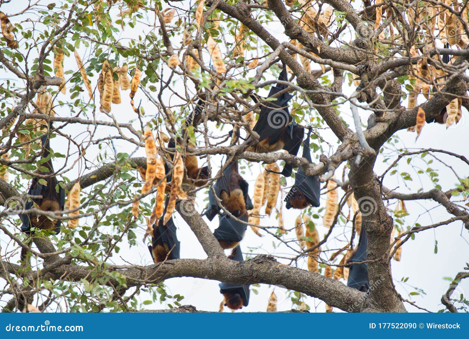 Low Angle Closeup Shot of Bats Hanging from Tree Branches Under a Clear ...