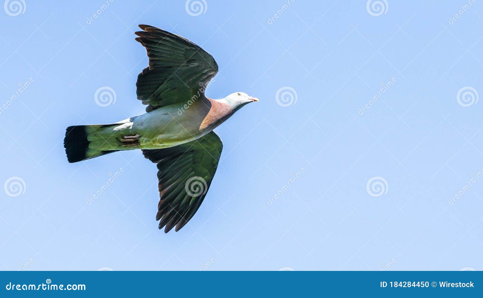 Birds At Different Angle