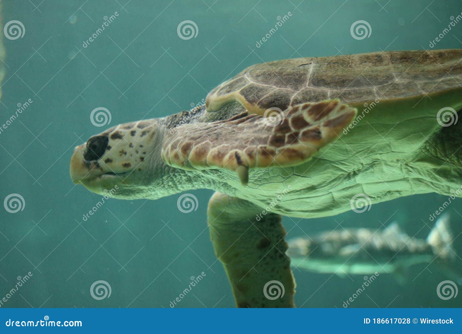 Low Angle Closeup Shot of Loggerhead Sea Turtle Stock Photo - Image of ...