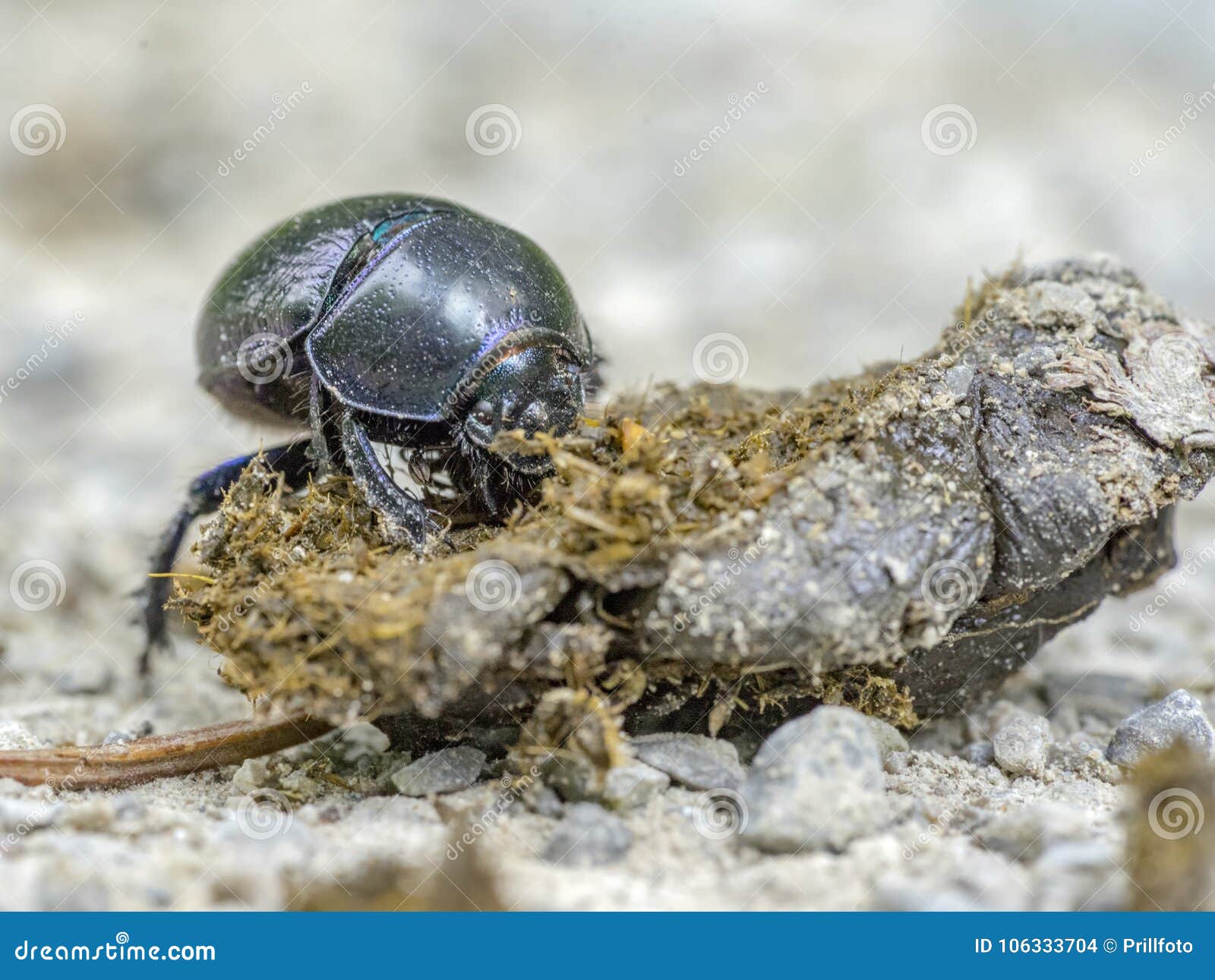 Dung beetle closeup stock photo. Image of nature, dung - 106333704
