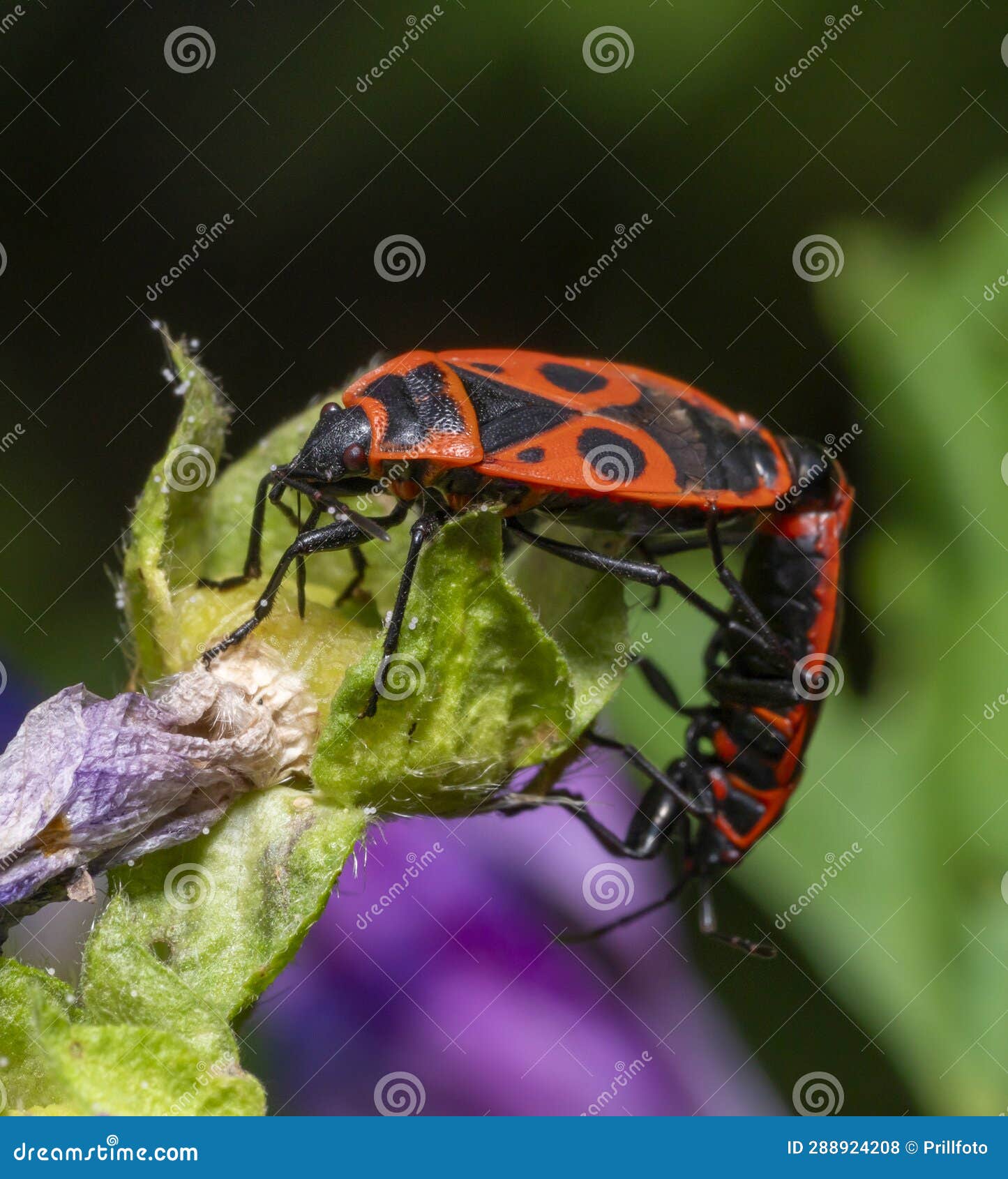 Mating firebugs stock photo. Image of showing, mating - 288924208