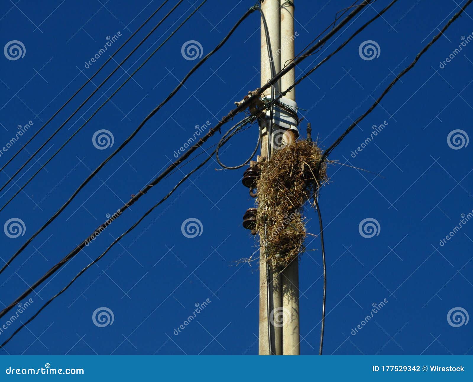 Low Angle Closeup of a Sparrow Nest on an Electricity Pole Under the ...