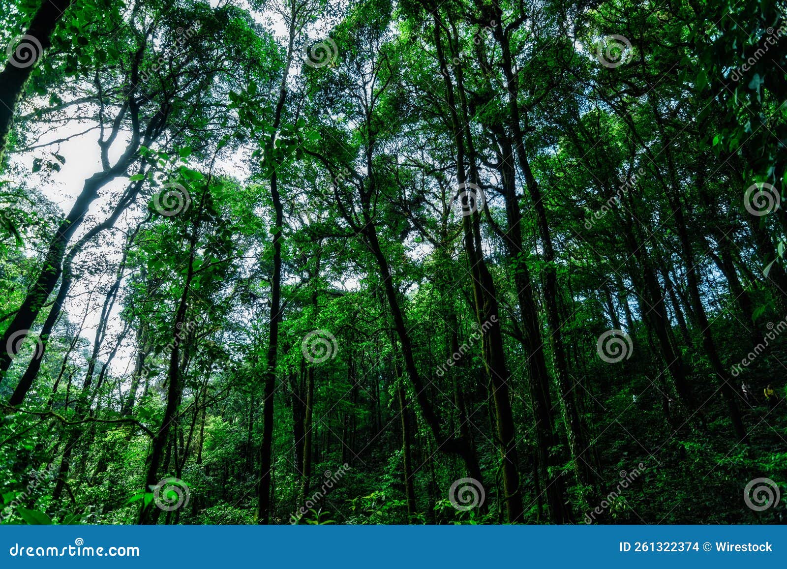 Low Angle of a Dense Forest with Tall Trees Leaning Towards the Sky ...