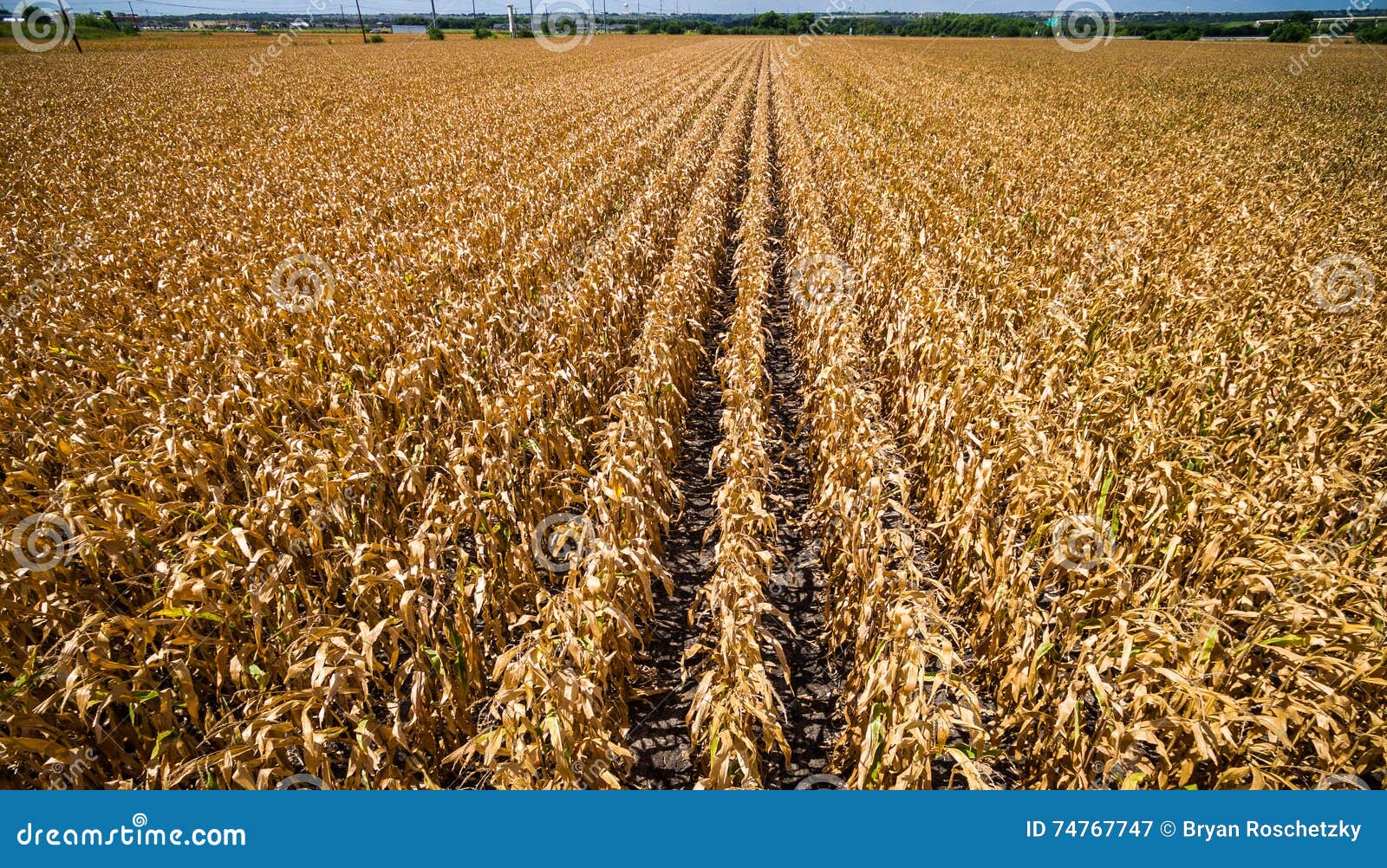 Low Angle Drone View Rows and Rows of Brown Crops Fields Ending Life ...