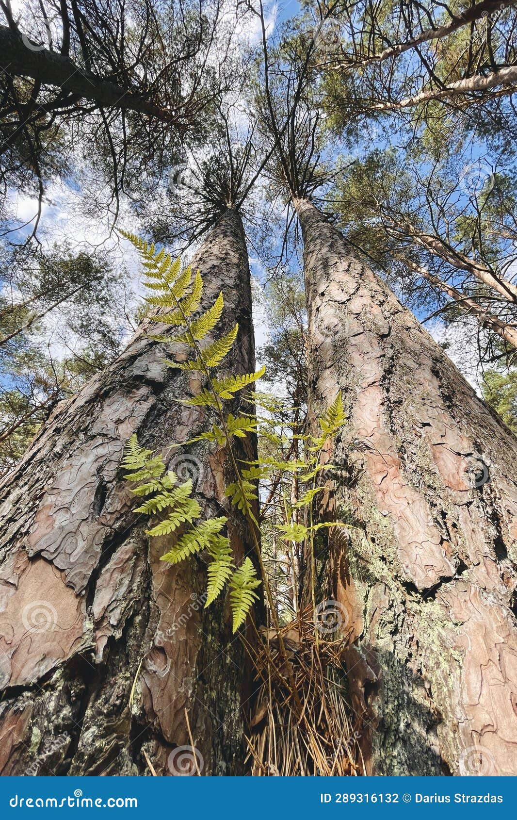 Fern and pine trees stock photo. Image of plant, angle - 289316132