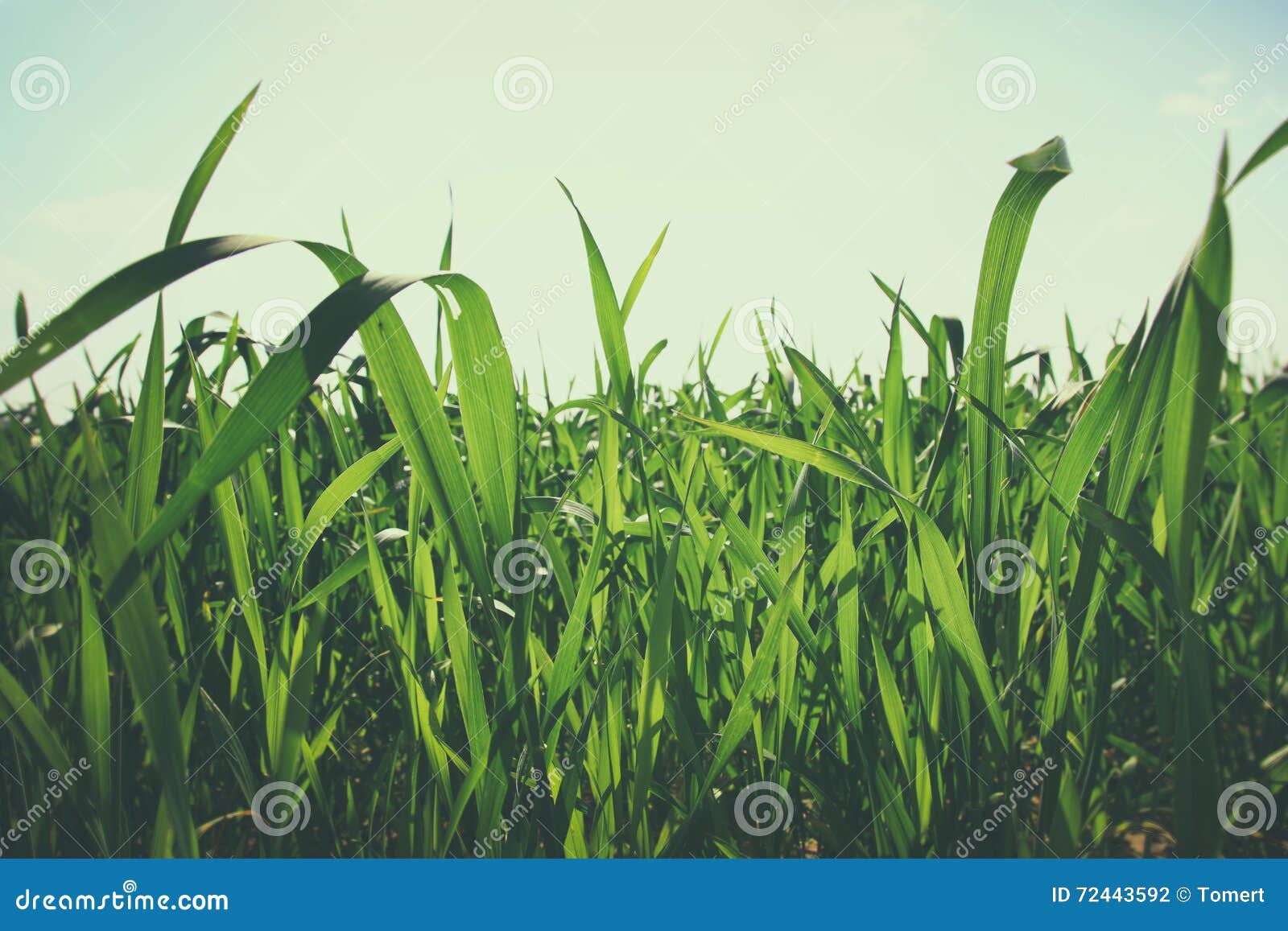 Low Angle of Fresh Grass. Freedom and Renewal Concept Stock Photo ...