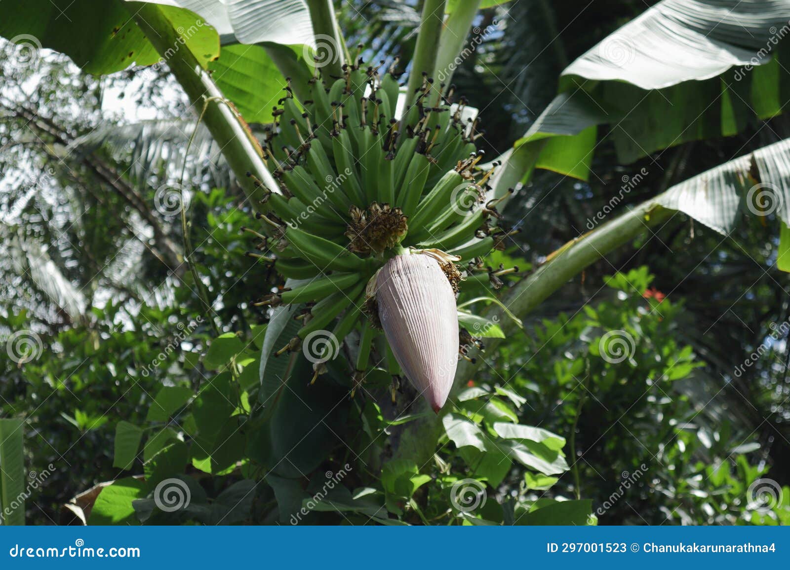 Low Angle Frontal View of a Developing Inflorescence of a Banana Plant ...