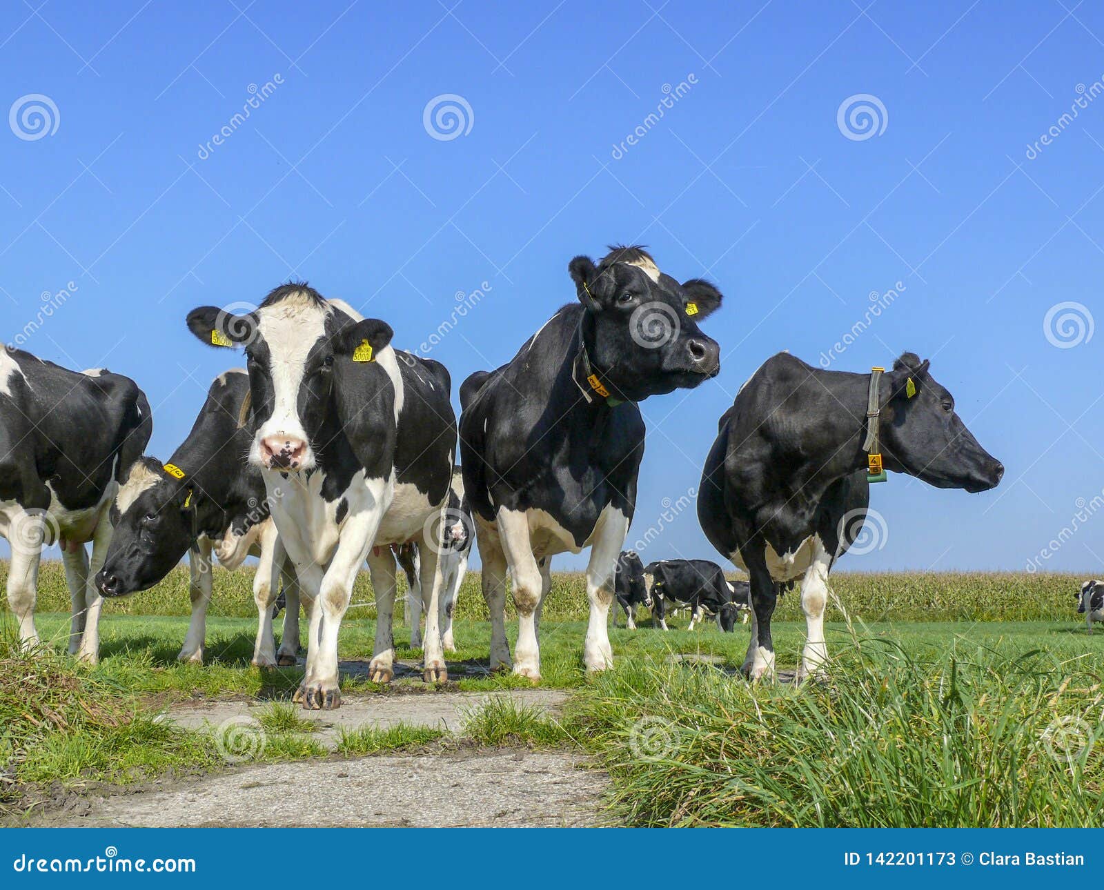 Low-angle Frontal View of Four Cows Standing Side by Side in the Sun ...