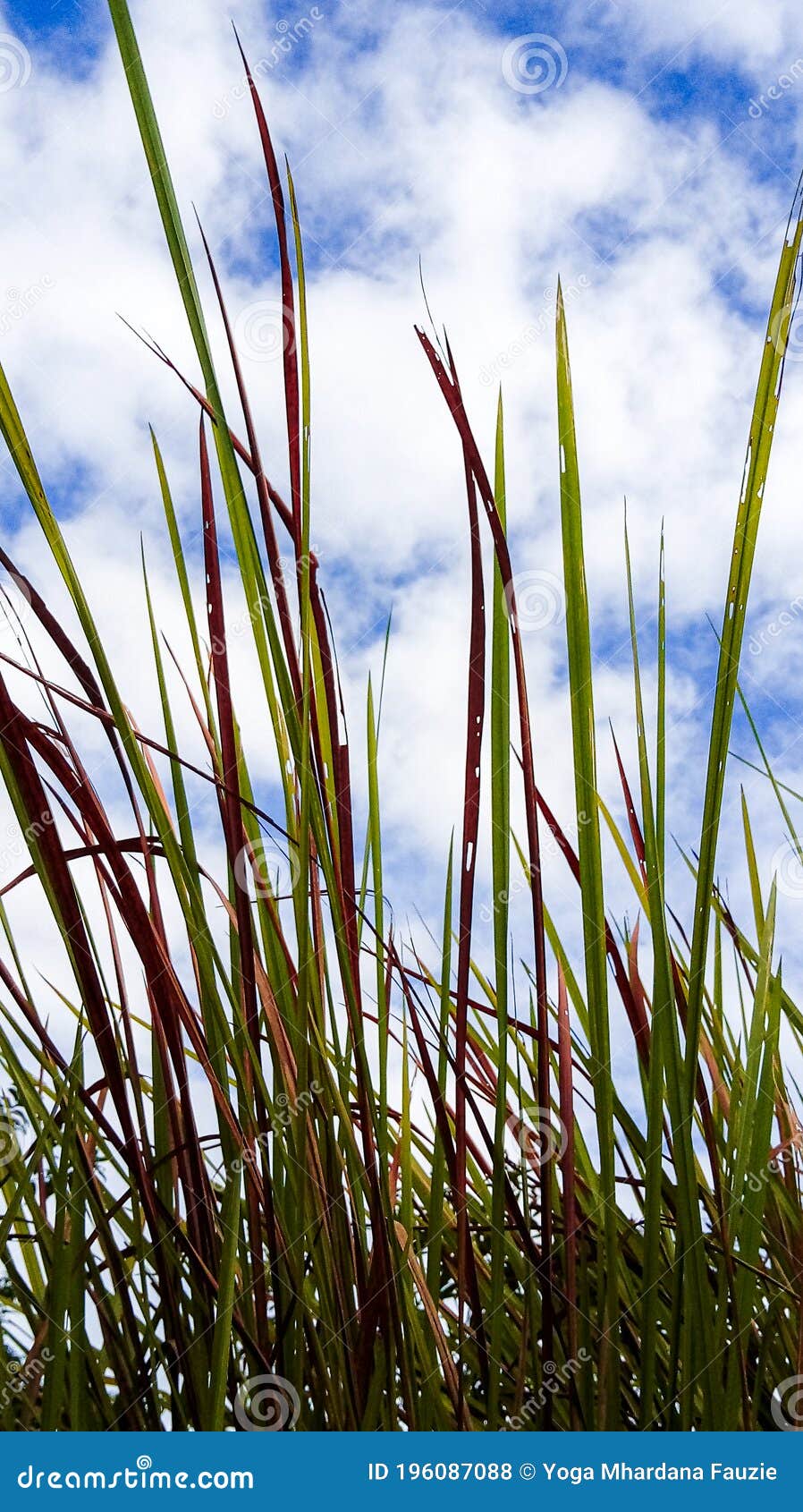 Low Angle of the Grass on Sky Stock Photo - Image of bluesky, shadow ...