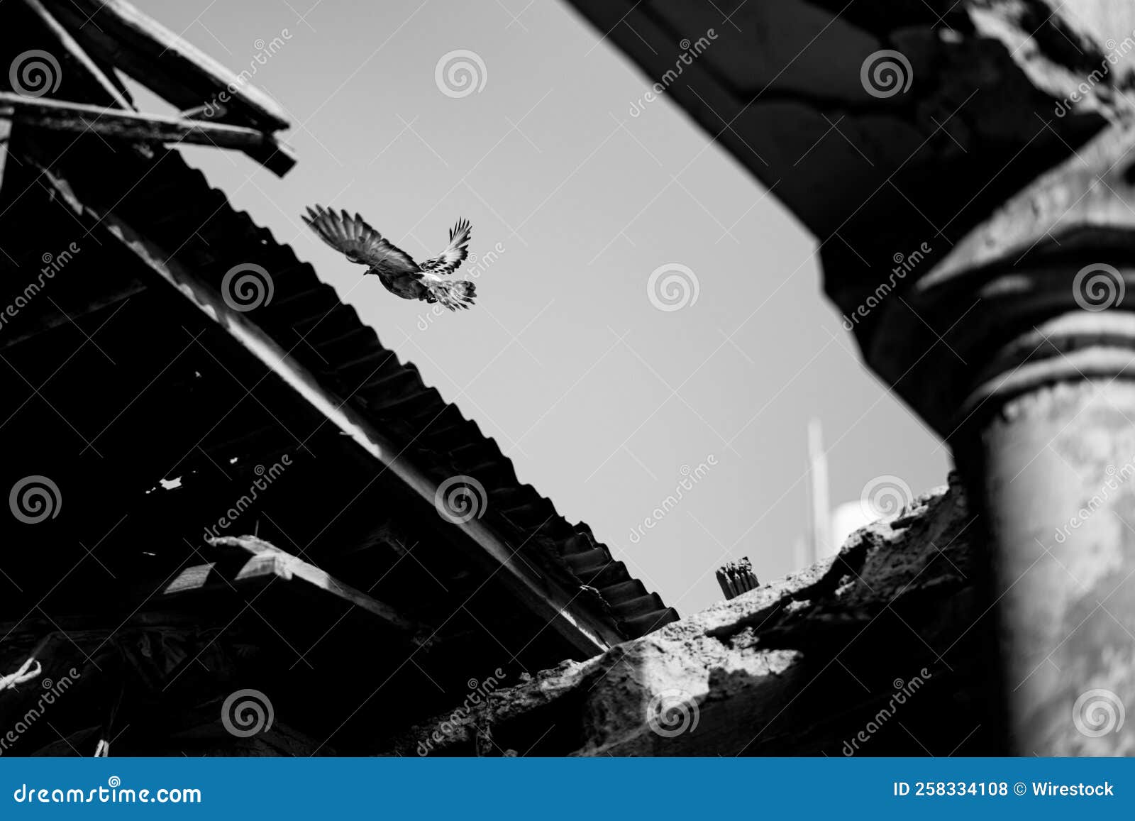 Low Angle Grayscale of a Hawk Flying with Its Wings Wide Open Stock ...
