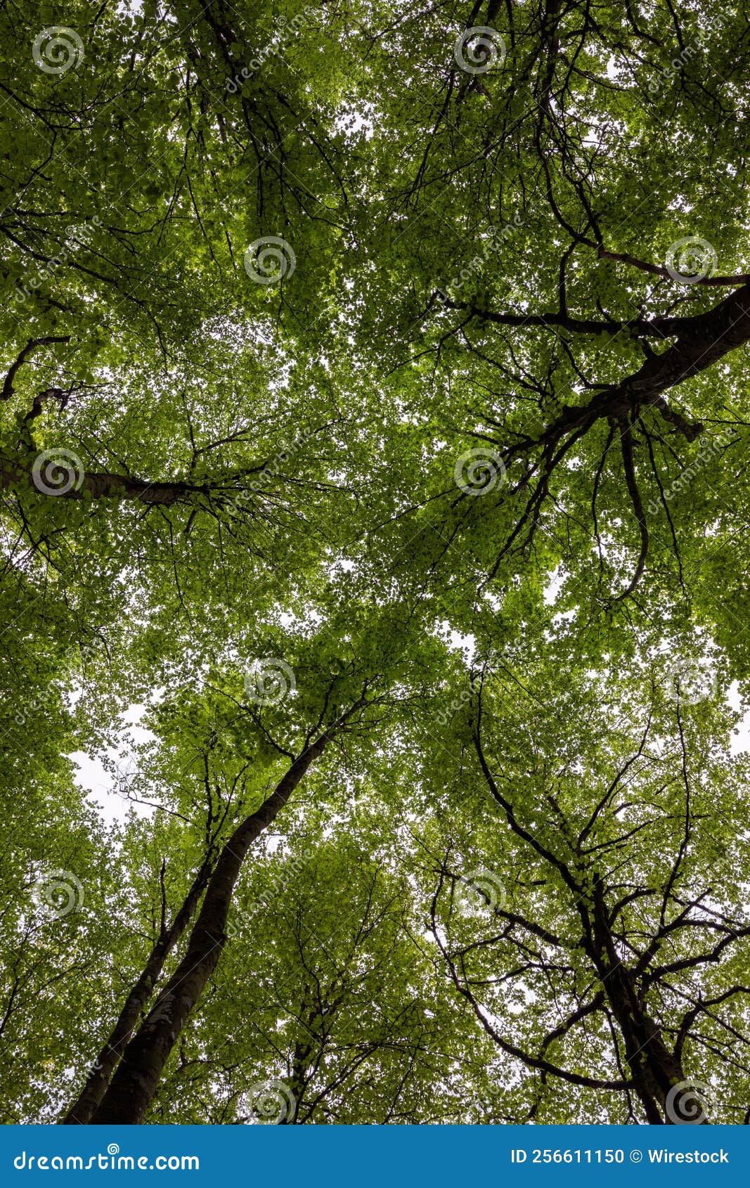 Low angle of green trees stock photo. Image of ecology - 256611150