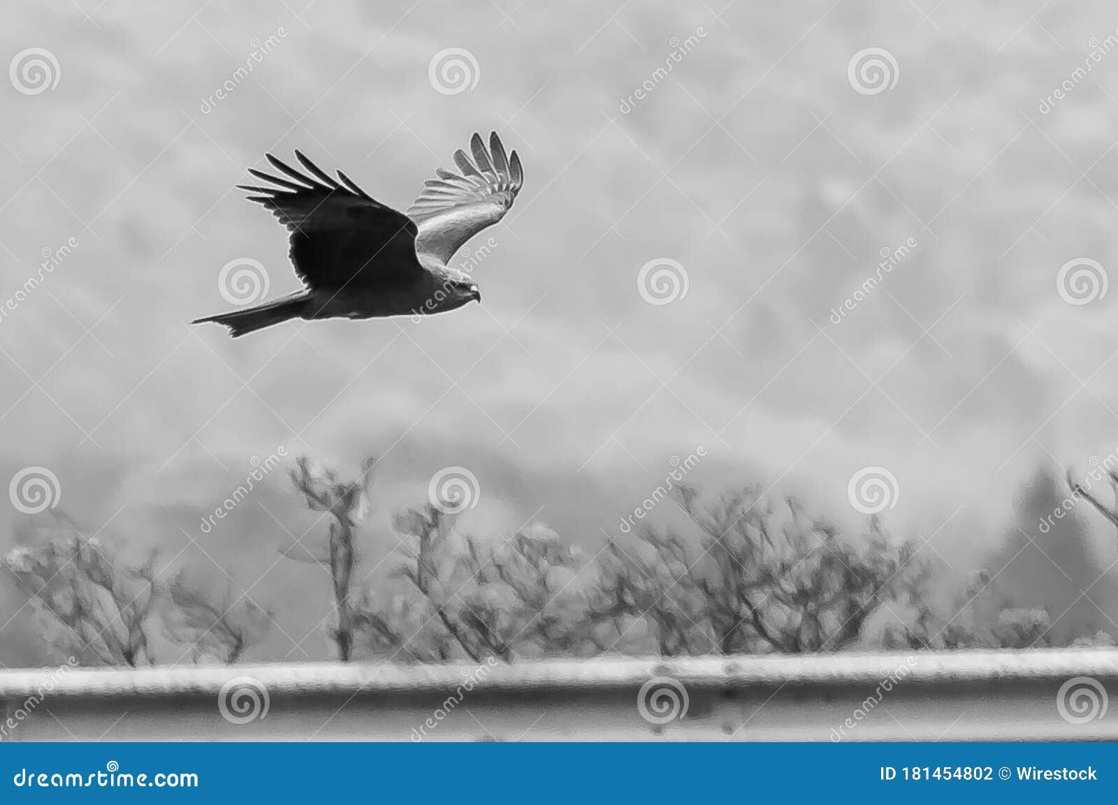 Low Angle Greyscale Shot of a Magnificent Hawk Flying in the Sky at ...