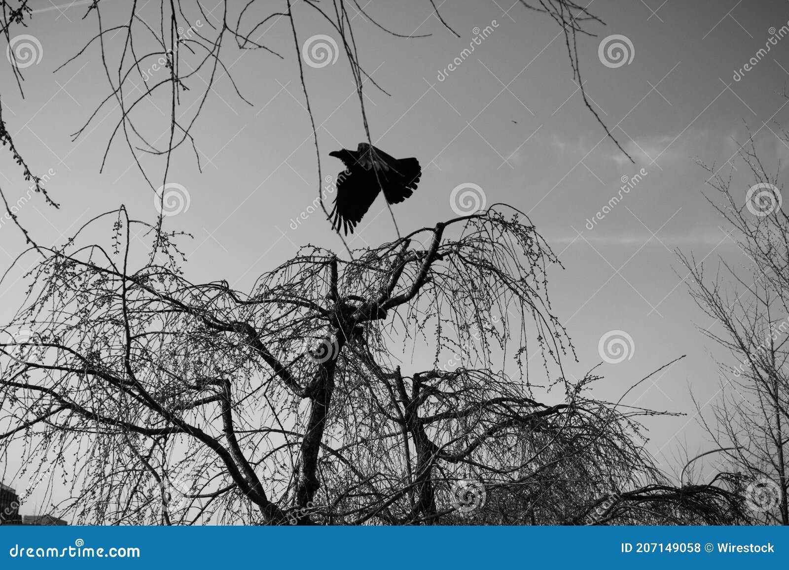 Low Angle Greyscale View of a Crow Flying Above the Branches of the ...