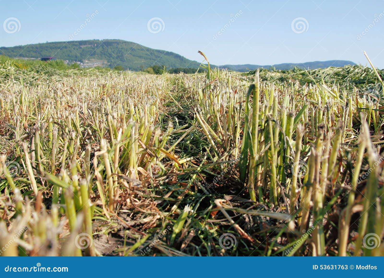 Low Angle Harvested Crop stock image. Image of acre, harvested - 53631763
