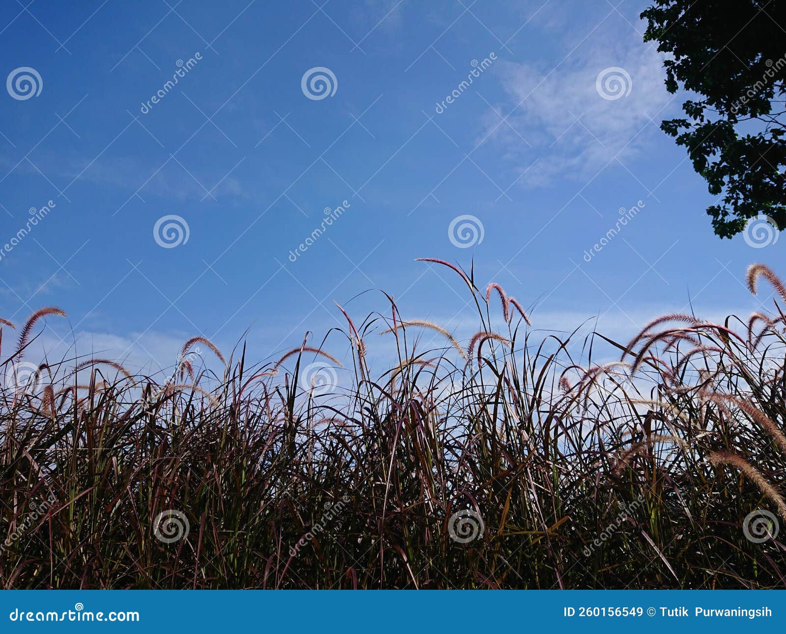Low Angle, Horse Tail Reed and Morning Blue Sky and Cloud Stock Image ...