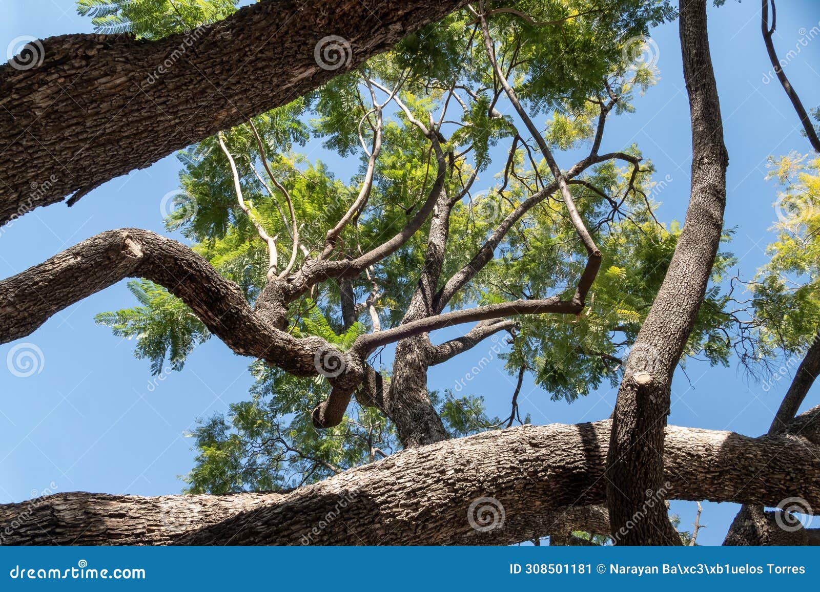 Low Angle Landscape of Trees with Green Leaves, Tree Concept Stock ...