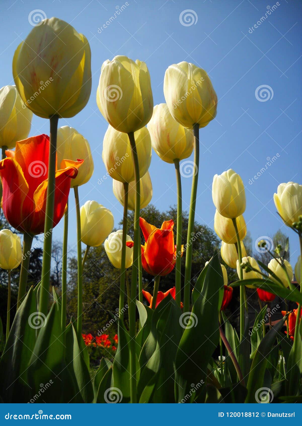 Multicolor Tulips and a Blue Sky Stock Photo - Image of simple ...