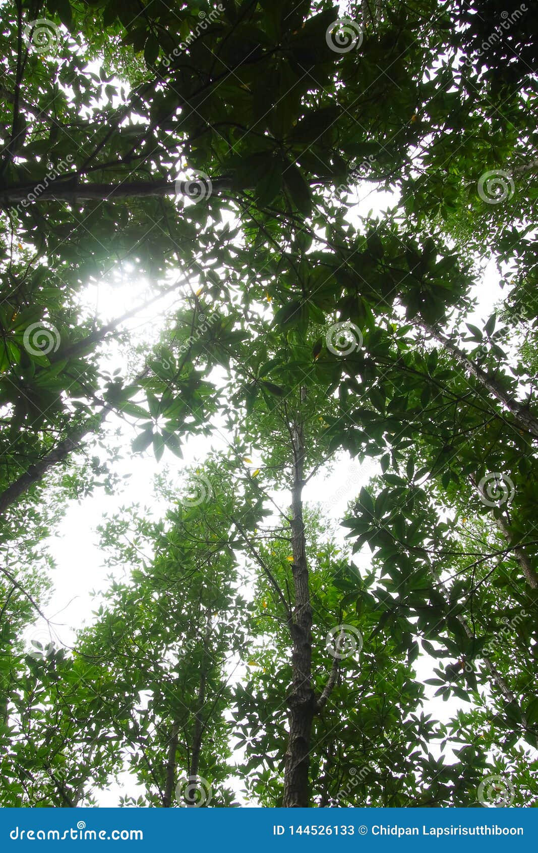 Low Angle of Nature Trees in the Green Forest, Refreshing,for Natural ...
