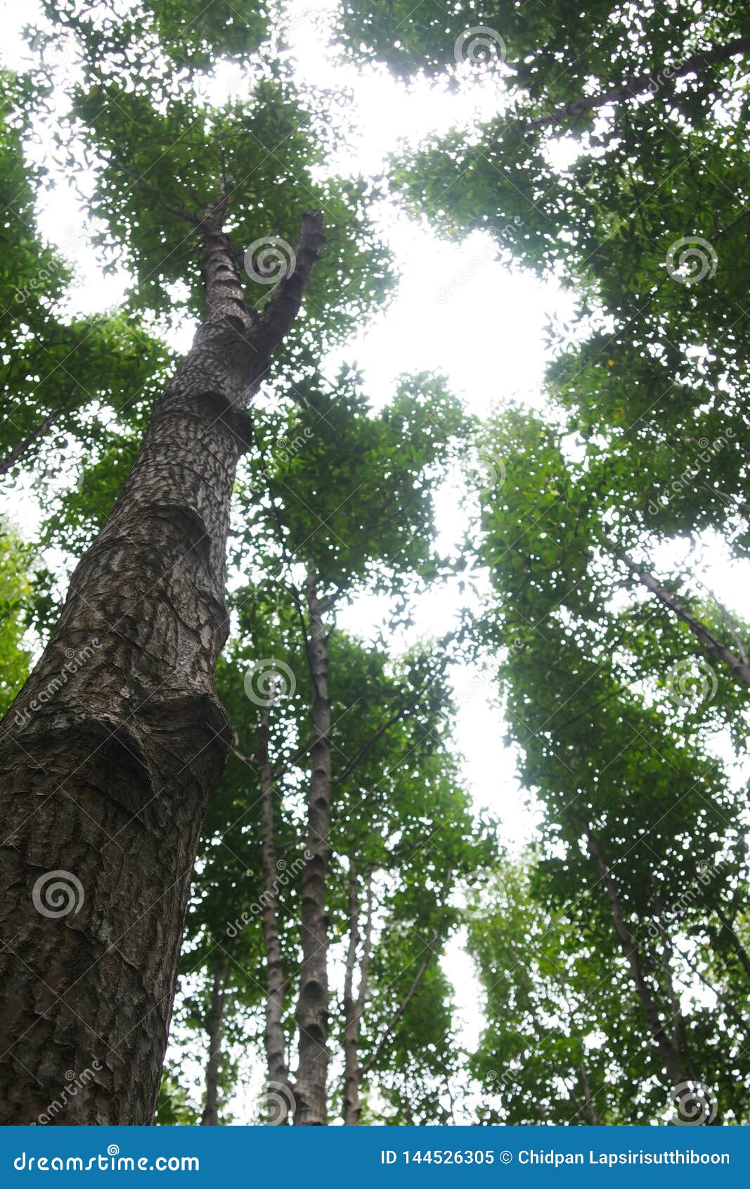 Low Angle of Nature Trees in the Green Forest, Refreshing,for Natural ...