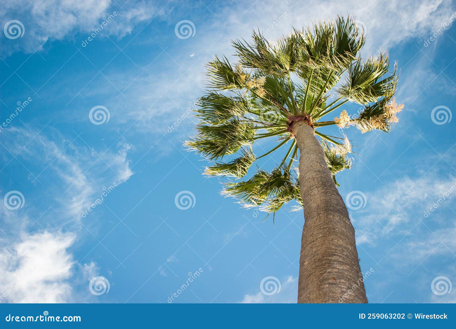 Low Angle of a Palm Tree with Blue Sky on the Background Stock Photo ...