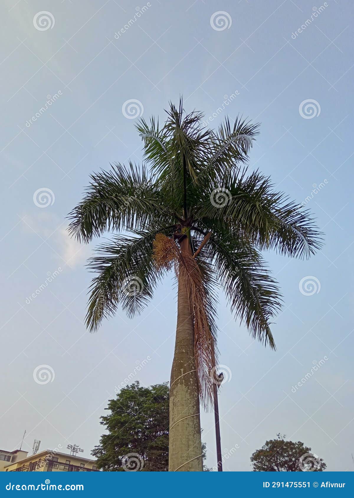 Low Angle of the Palm Tree with Dangling Leaves Stock Image - Image of ...