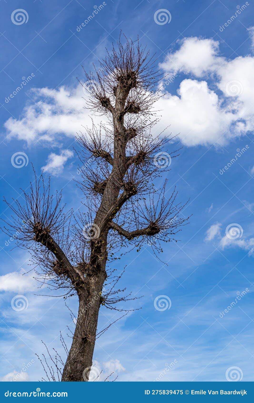 Low Angle Perspective of a Jagged Trunk with Slender Branches and ...