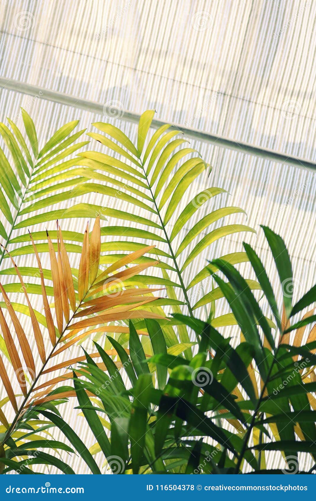 Low Angle Photo Of Linear Leaf Plant Picture. Image: 116504378