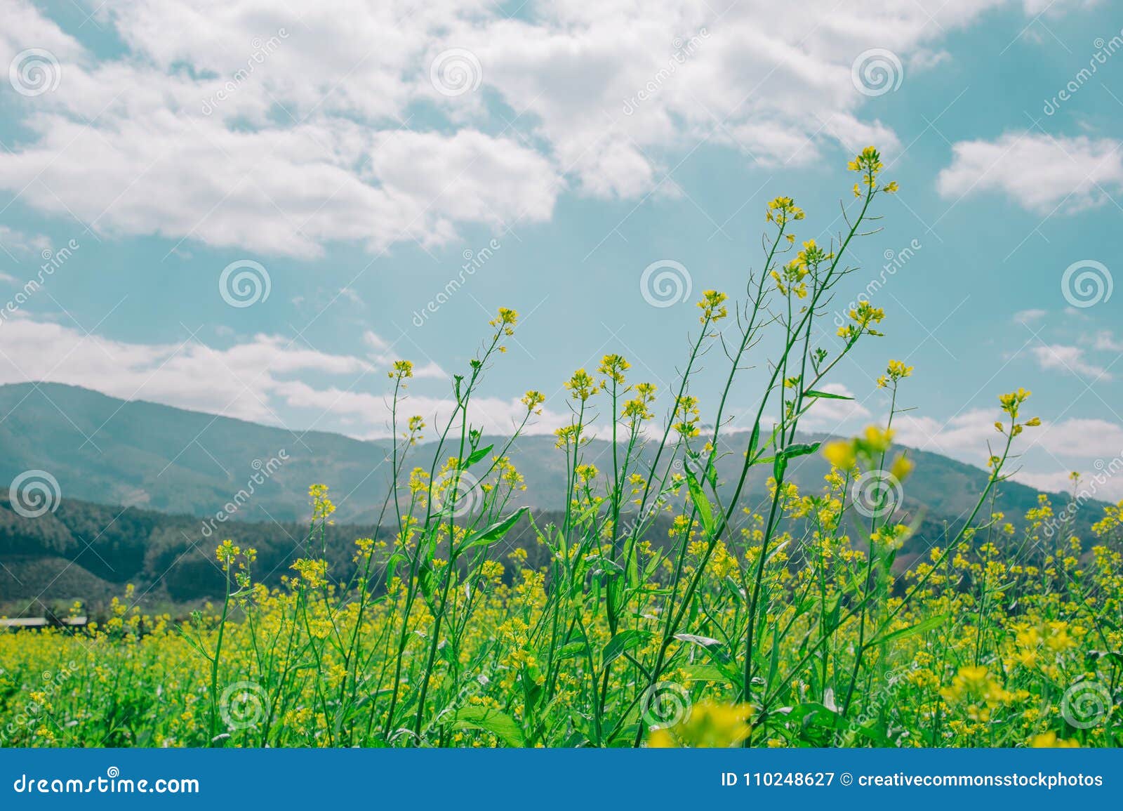 Low Angle Photography Of Nature Under Cloudy Sky Picture. Image: 110248627