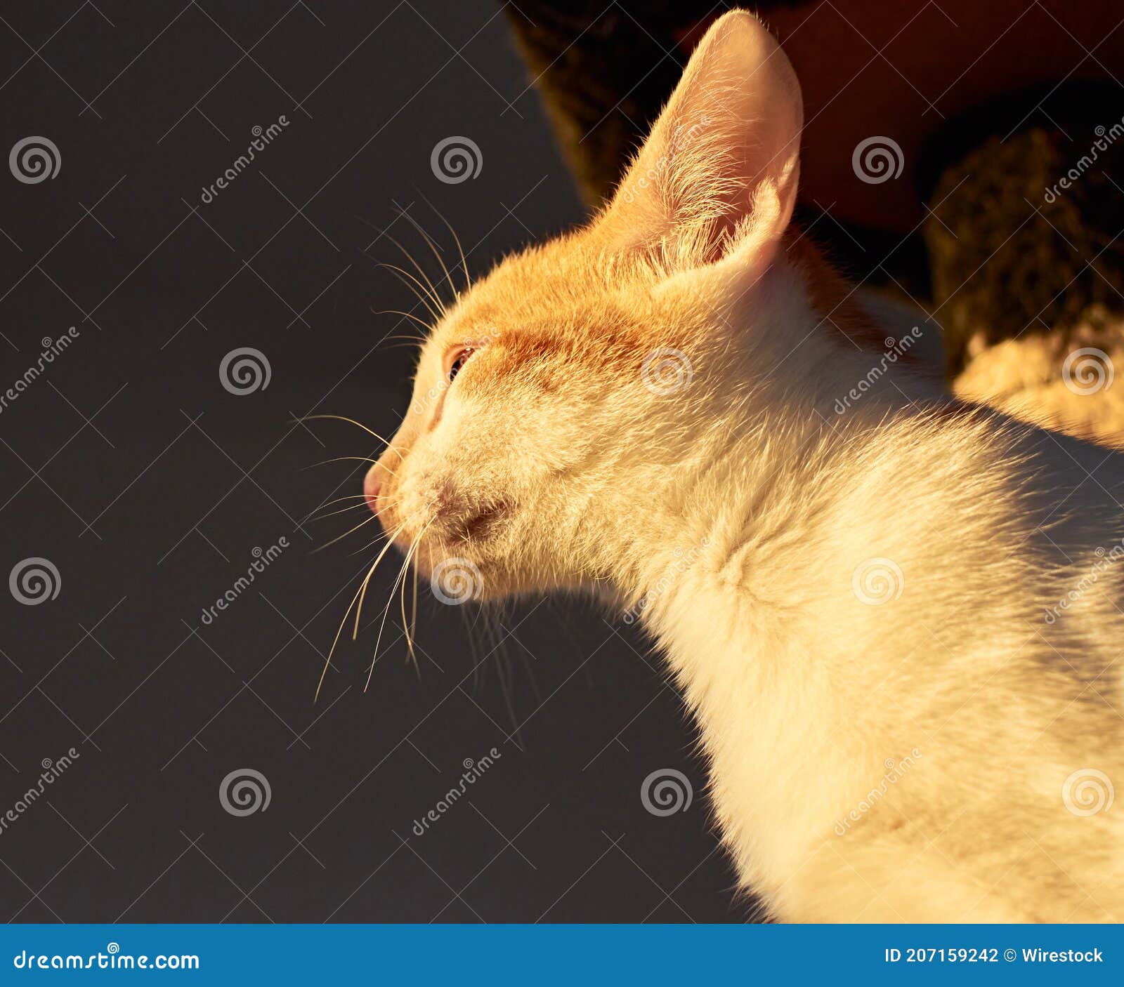 Low Angle Profile Shot of a Fluffy Cat with Funny Ea Stock Photo ...