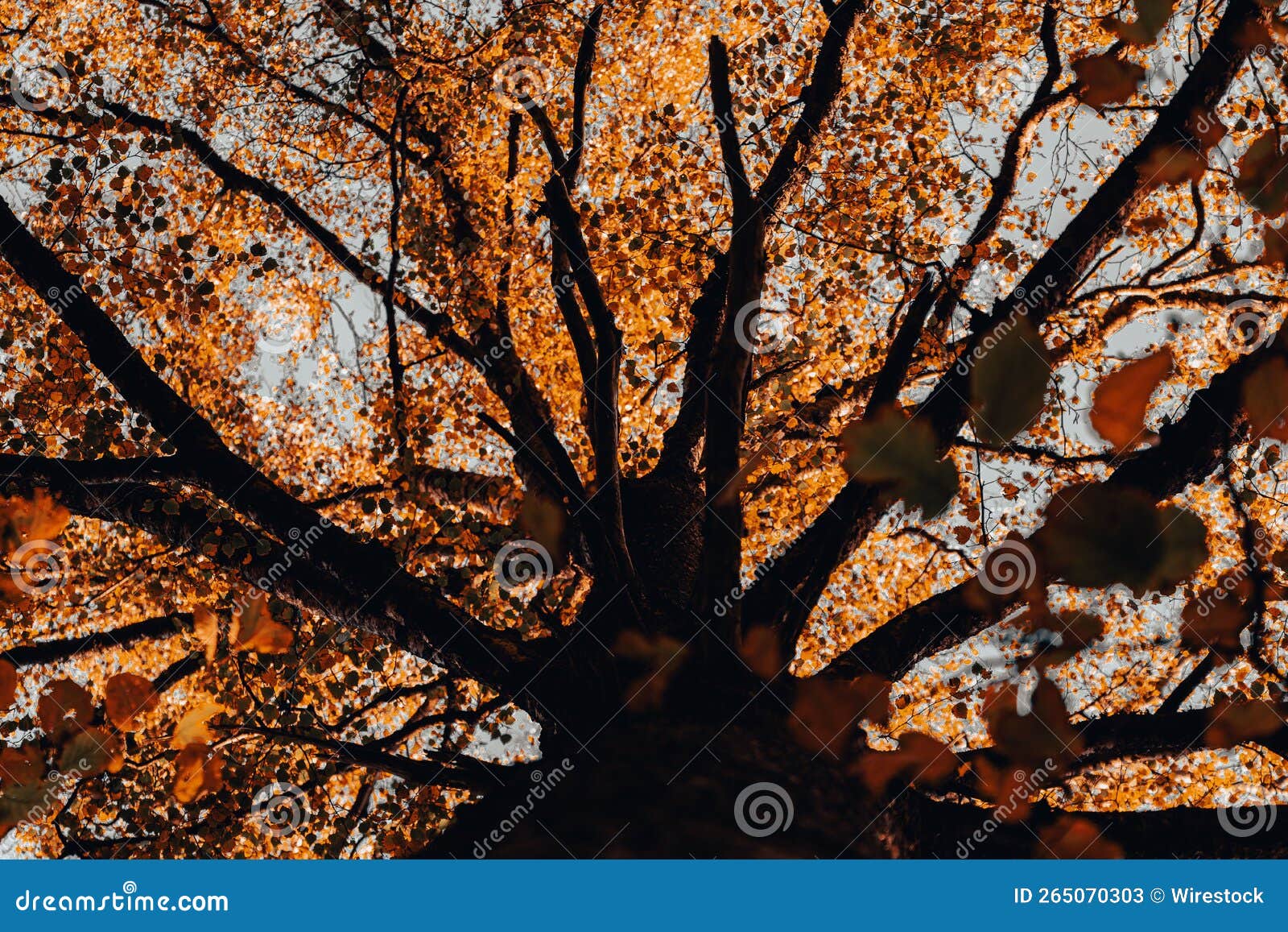 Rising Tree Stock Photography | CartoonDealer.com #71684564