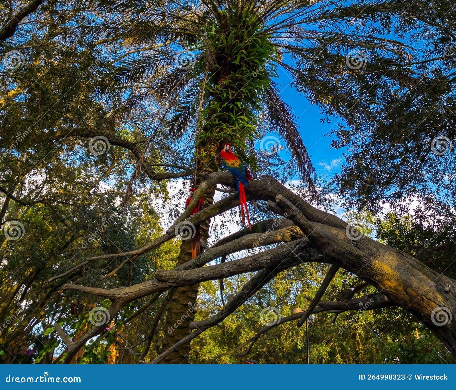 Low Angle of a Scarlet Macaw, Ara Macao Parrot Perched on Tree Branches ...