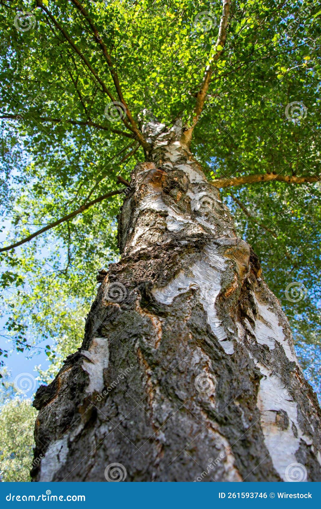 Low Angle Shot of an Aged Tree in a Forest Stock Photo - Image of tree ...