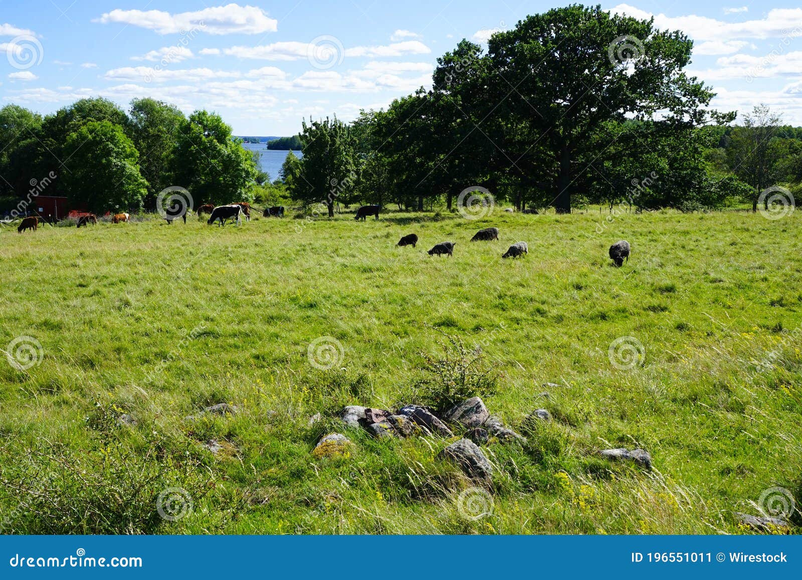 High Angle Shot Animals