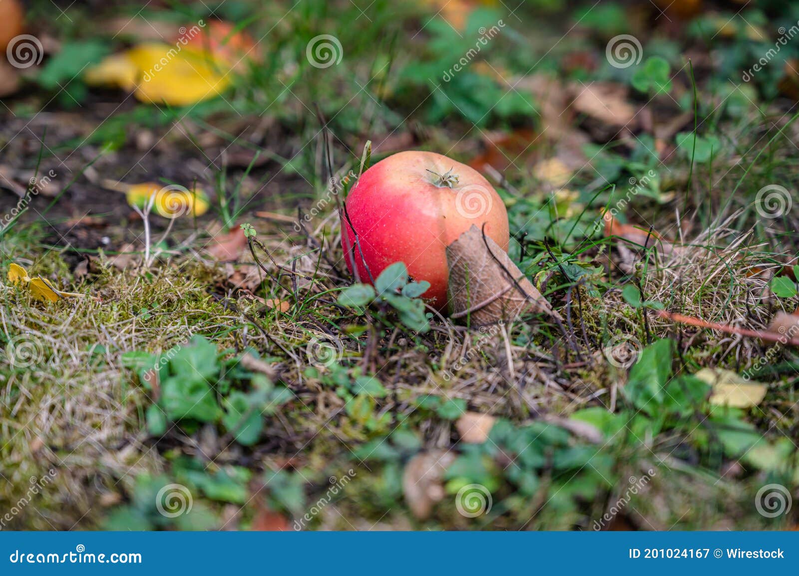 Low Angle Shot of an Apple Fallen on the Ground Stock Image - Image of ...