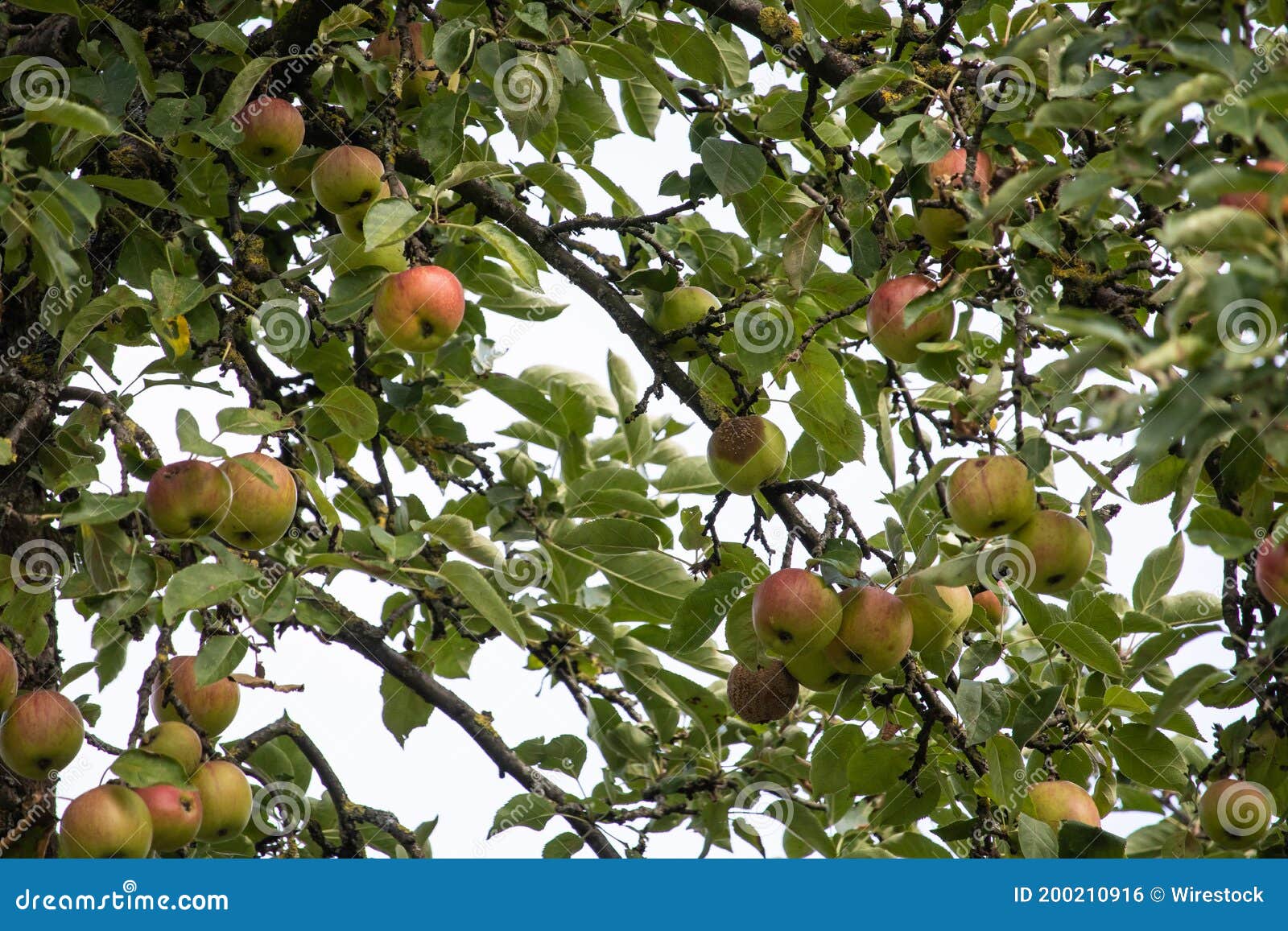 Low Angle Shot of Apples on Tree Branches Stock Photo - Image of park ...