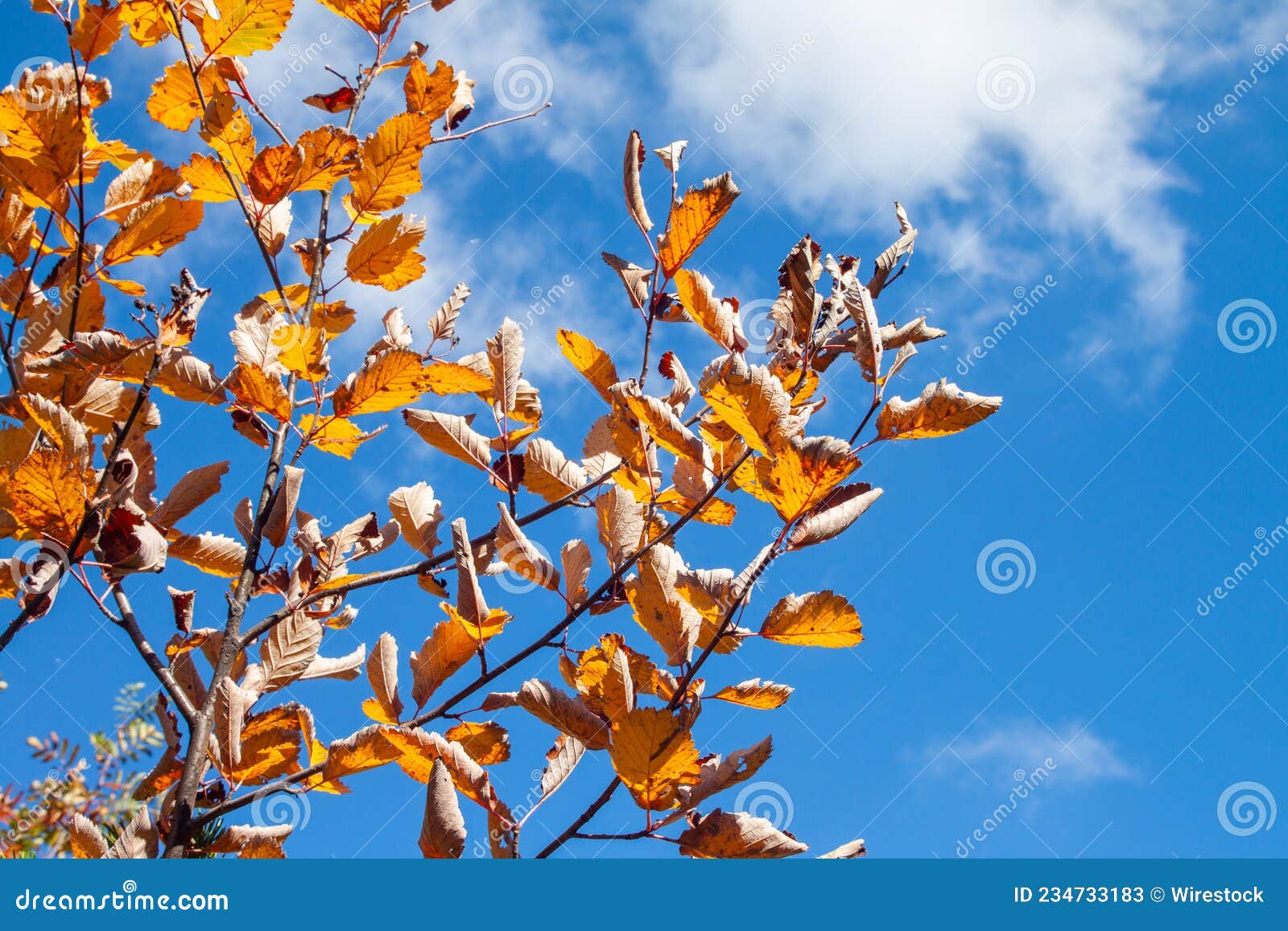 Low Angle Shot of Autumn Leaves Stock Image - Image of beautiful, fall ...